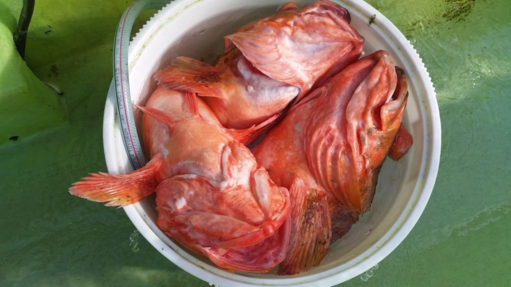 外房オニカサゴ釣り 田渕雅生